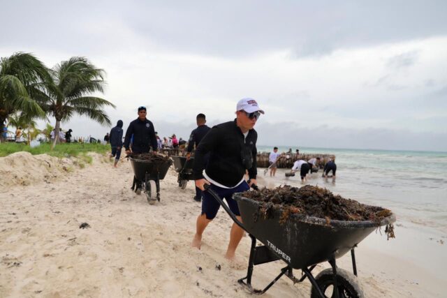 Isla Mujeres retira 12,000 toneladas de sargazo en 2026
